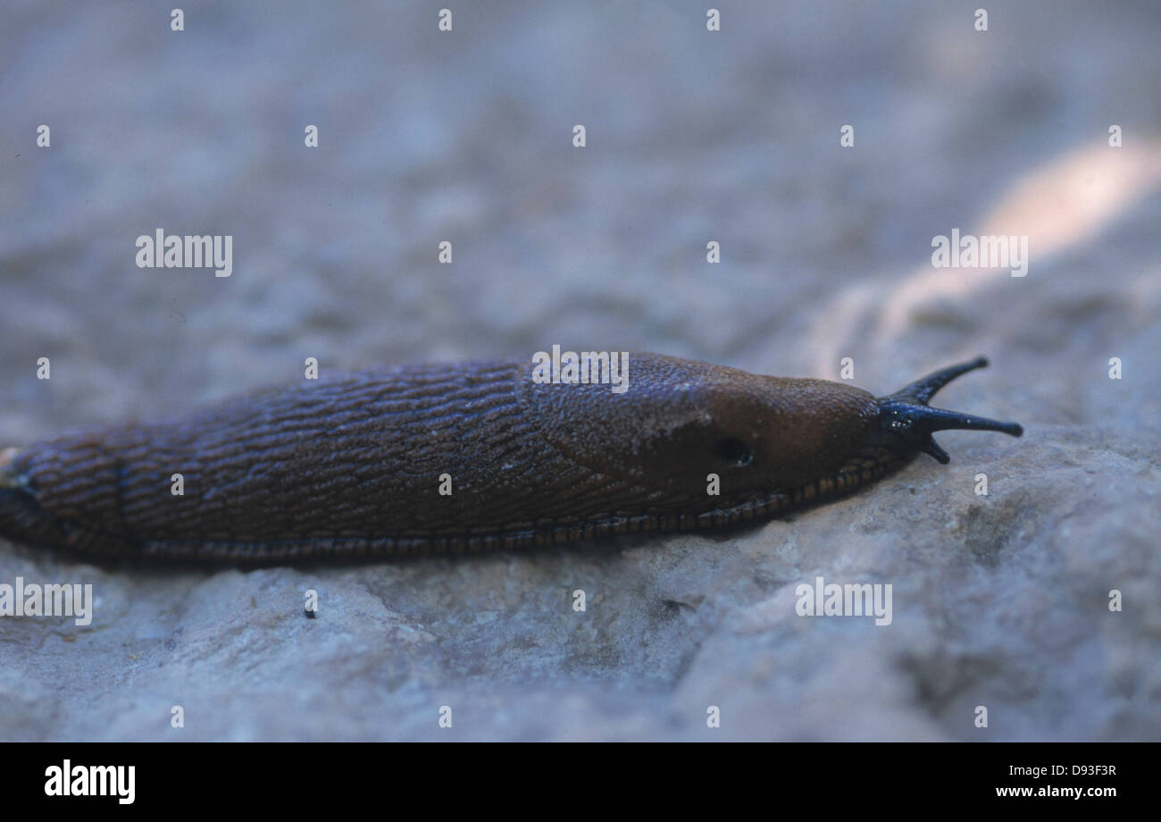 A spanish slug Stock Photo - Alamy
