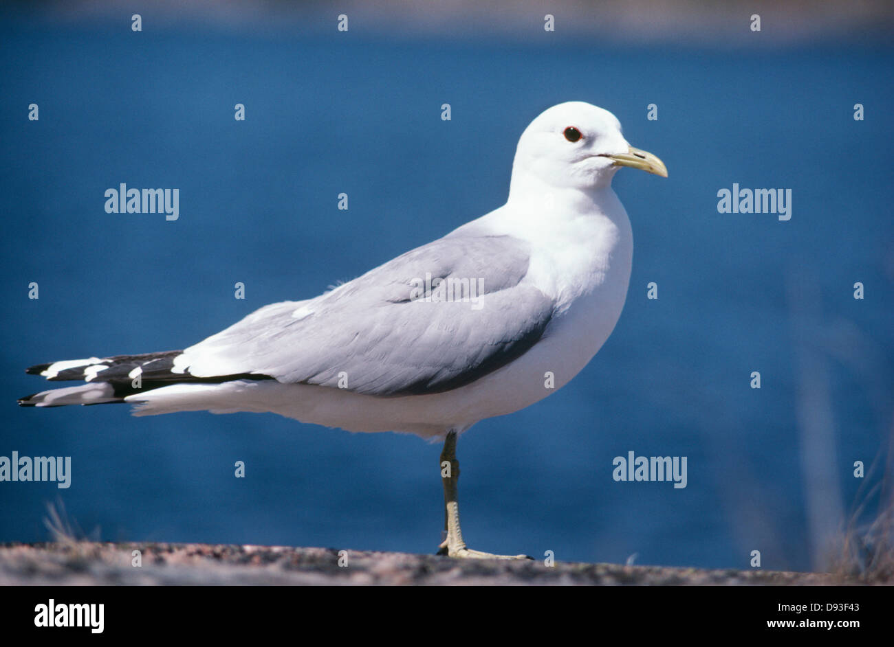 Common gull standing on one leg, close-up Stock Photo - Alamy