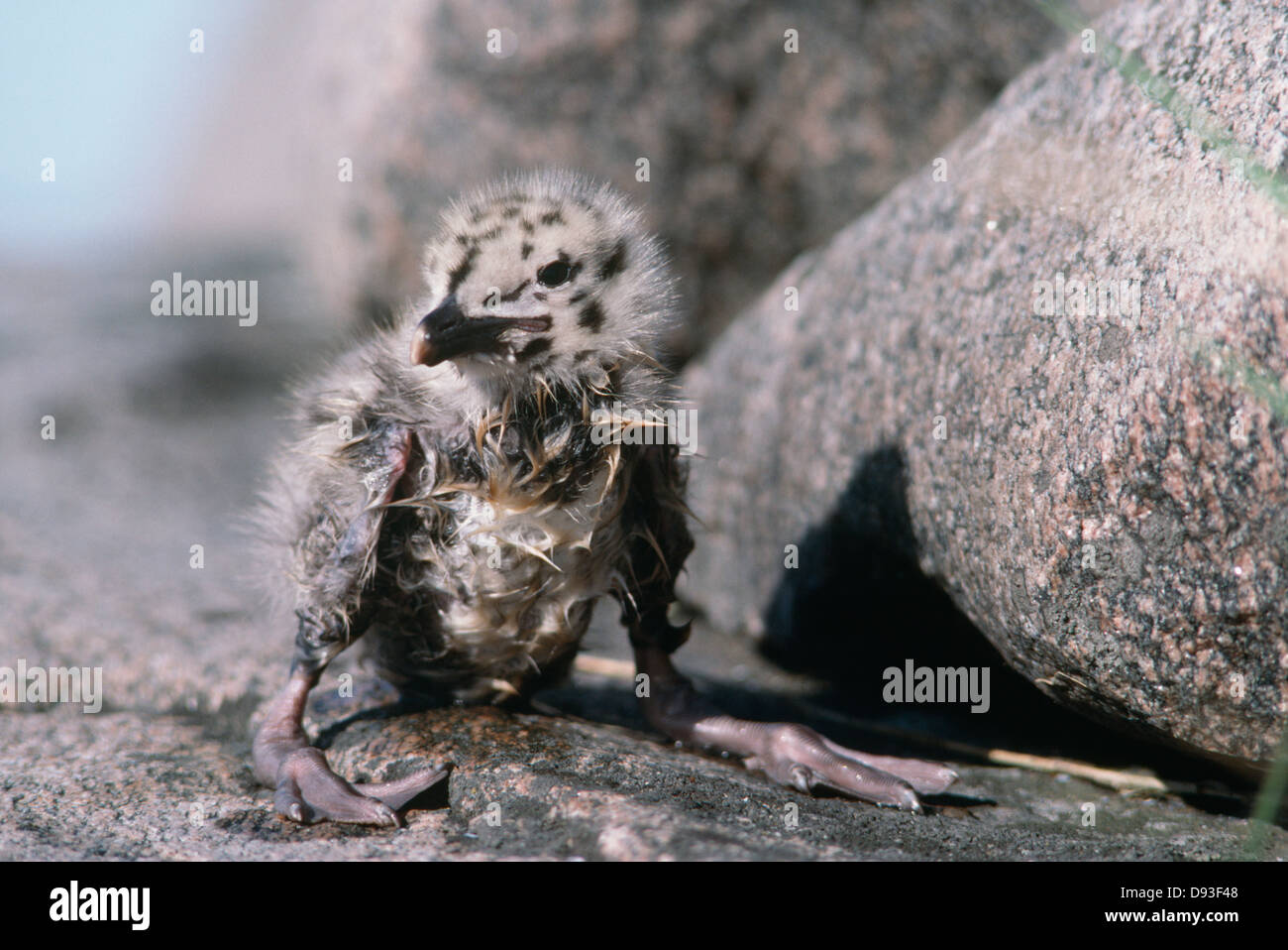 Newborn common gull, close-up Stock Photo - Alamy