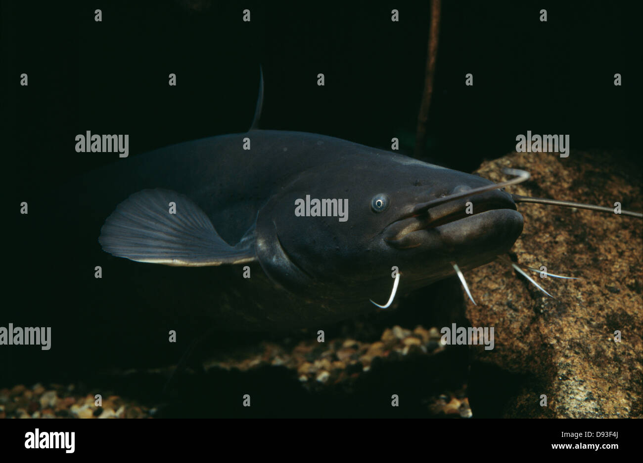 Fish by stones in water Stock Photo - Alamy