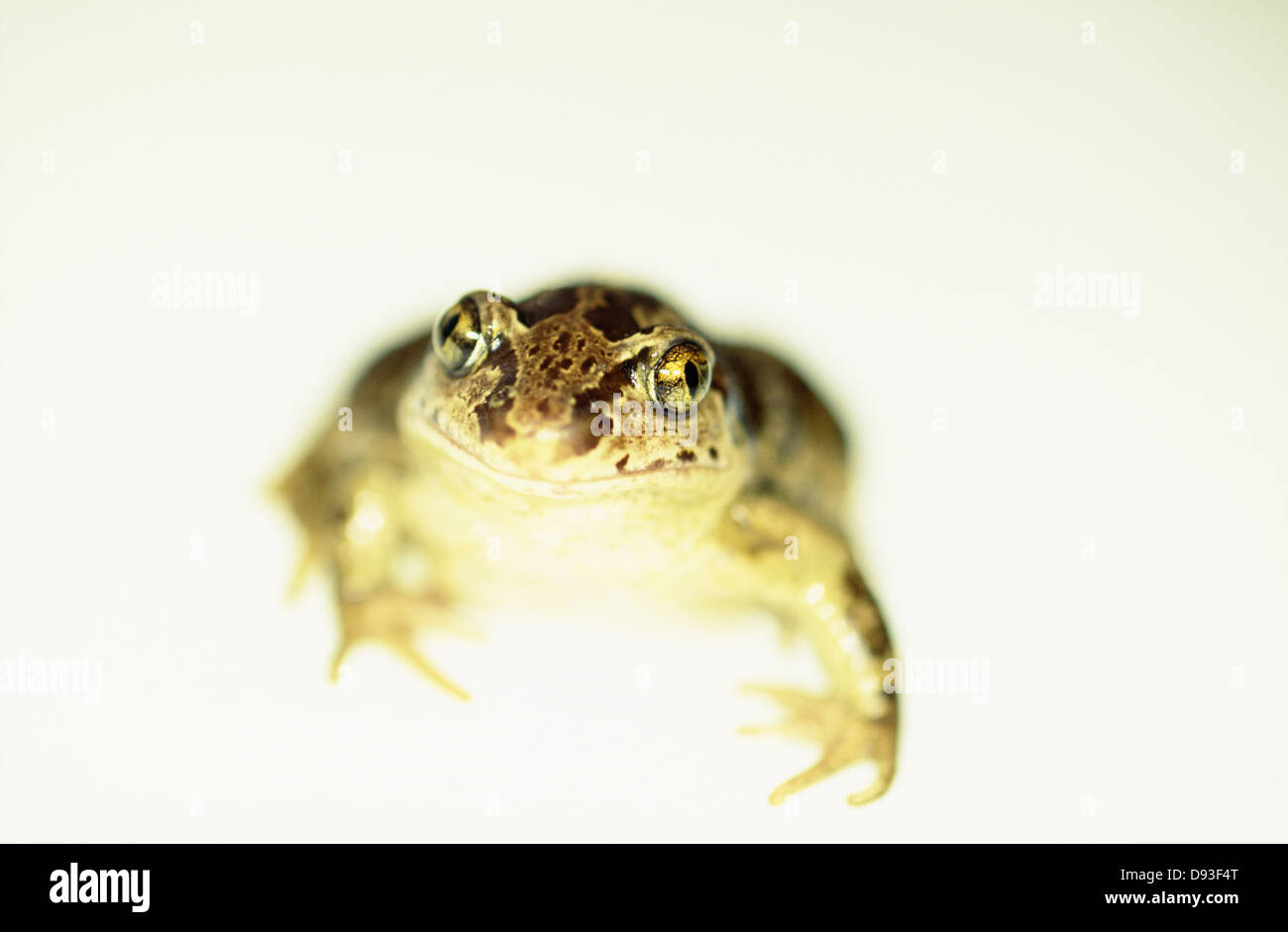 Frog front view hi-res stock photography and images - Alamy