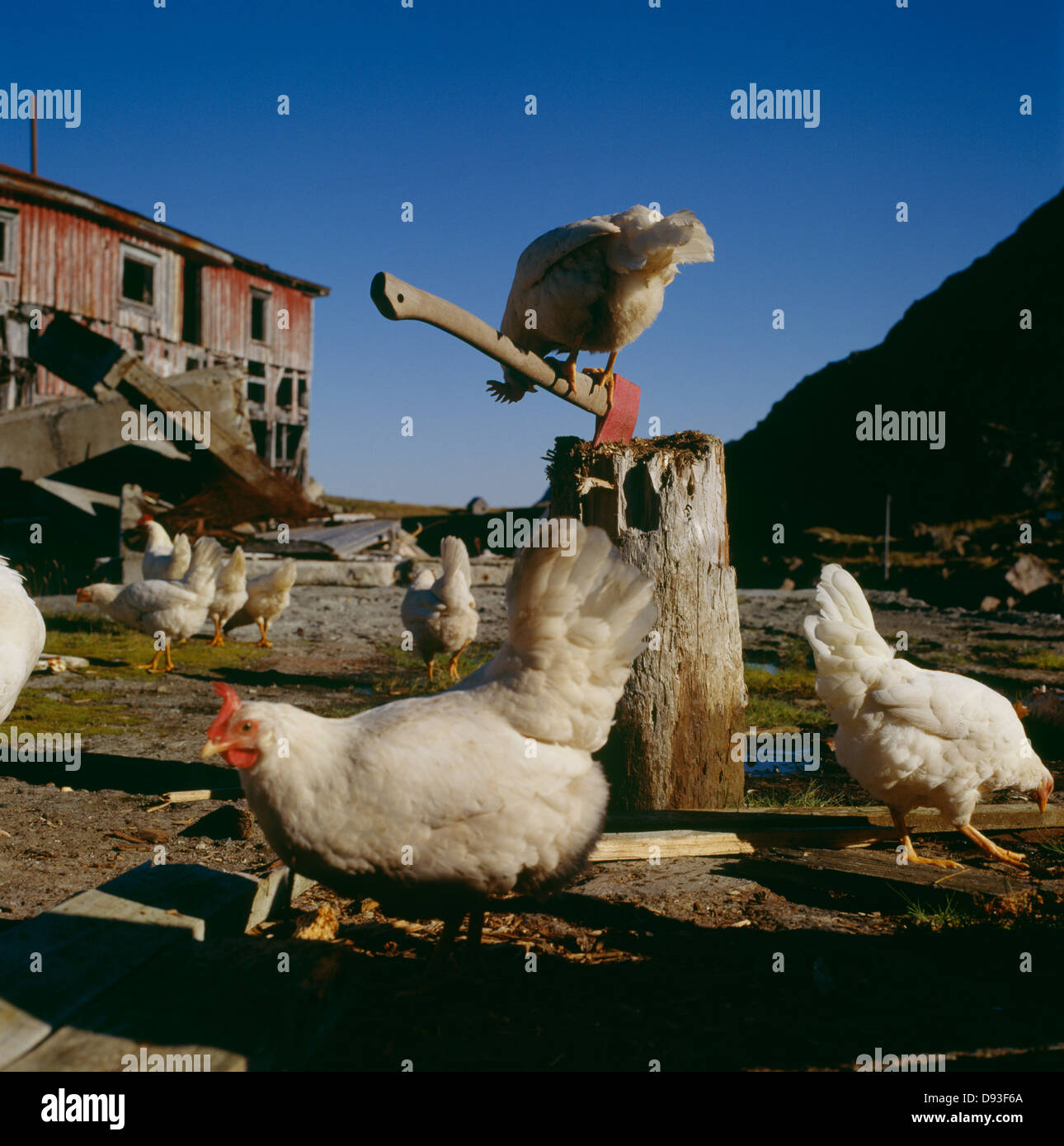 Roaming around hi-res stock photography and images - Alamy