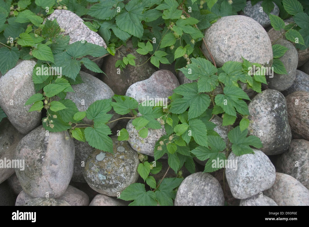 Leaves and stones Stock Photo - Alamy