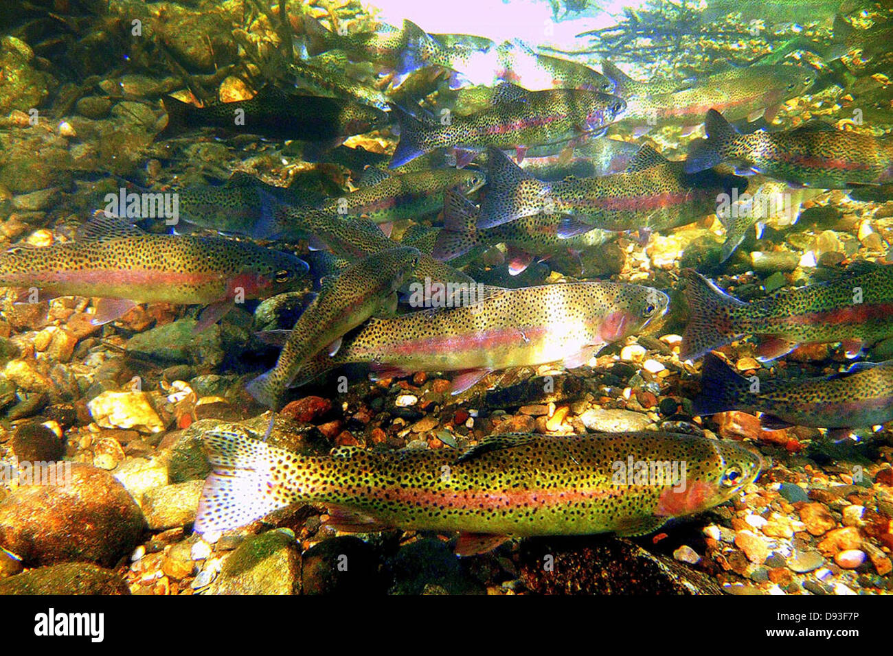 The Goodwin Diversion Dam, located on the Stanislaus River in ...