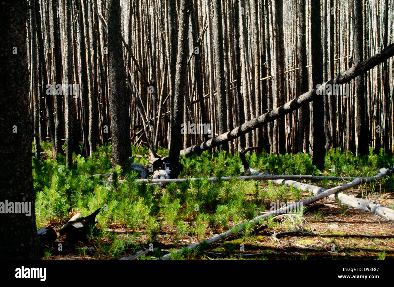 Destroyed forest hi-res stock photography and images - Alamy