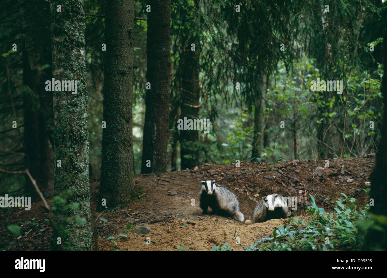 Badgers in forest Stock Photo - Alamy