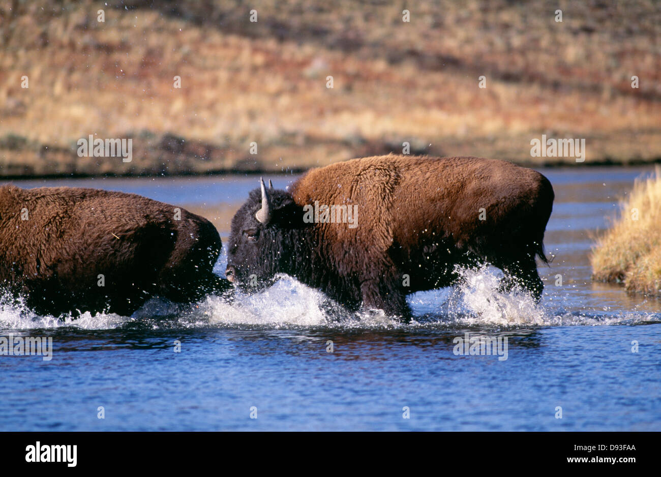 American bisons on lake Stock Photo - Alamy