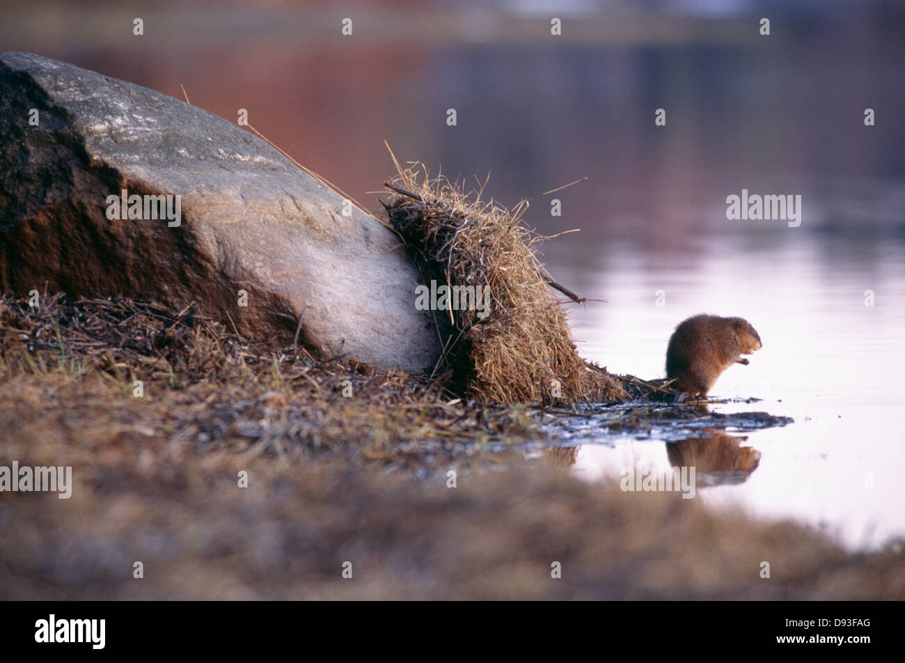 A muskrat by lake Stock Photo - Alamy