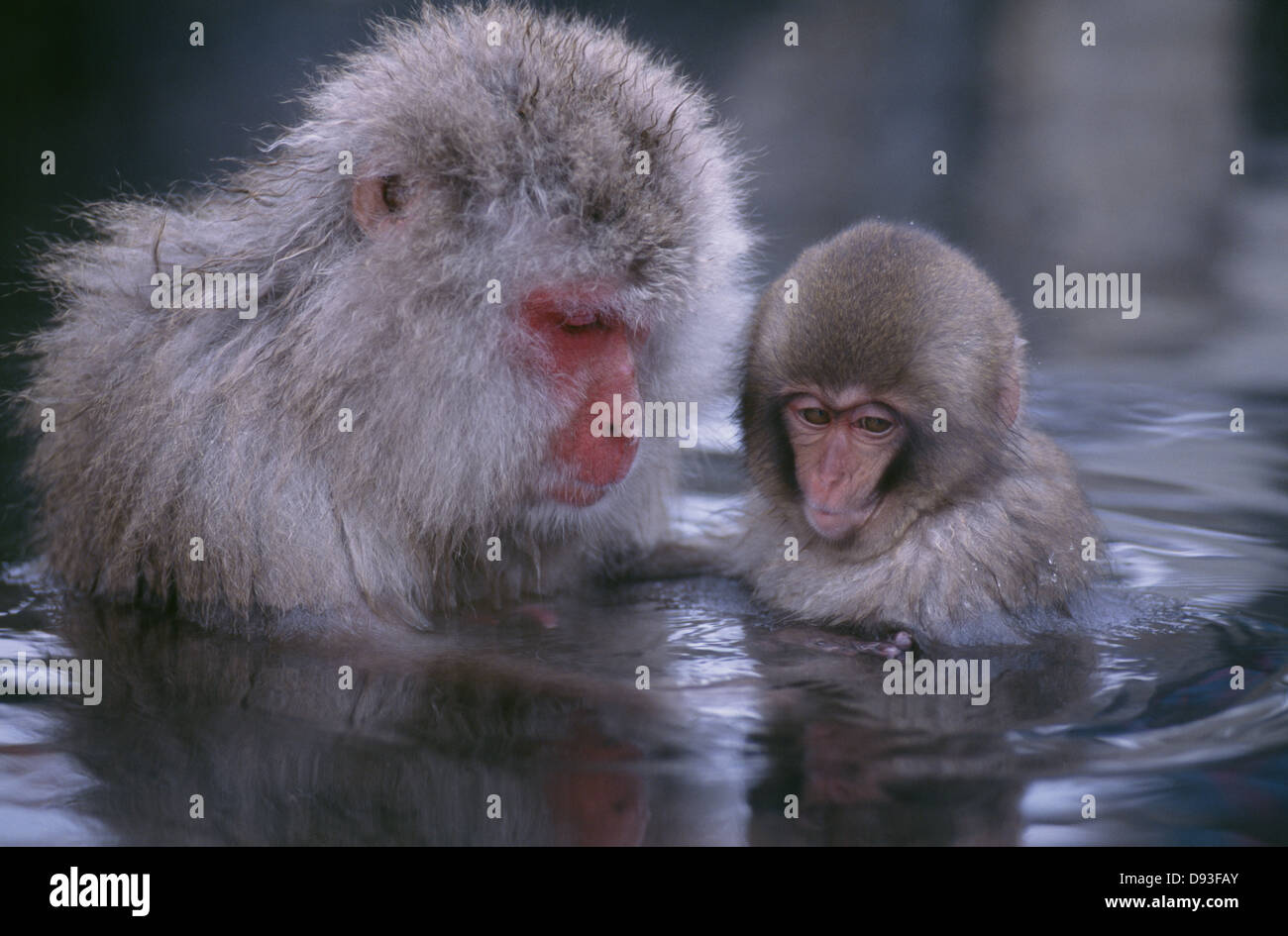 Macaque soaking in hot spring water Stock Photo - Alamy