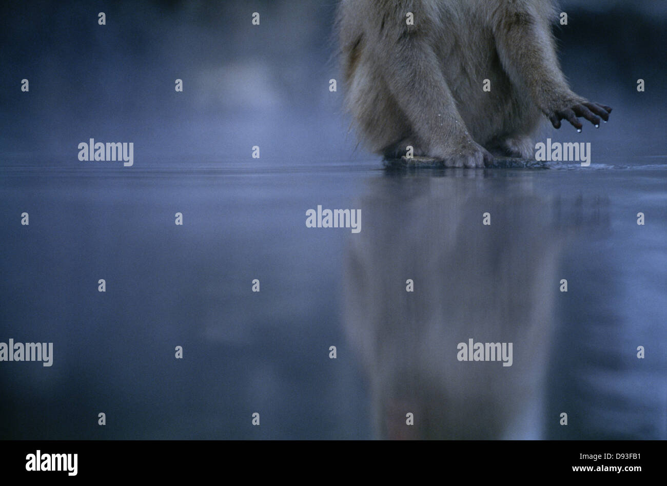 Macaque sitting on ice Stock Photo - Alamy