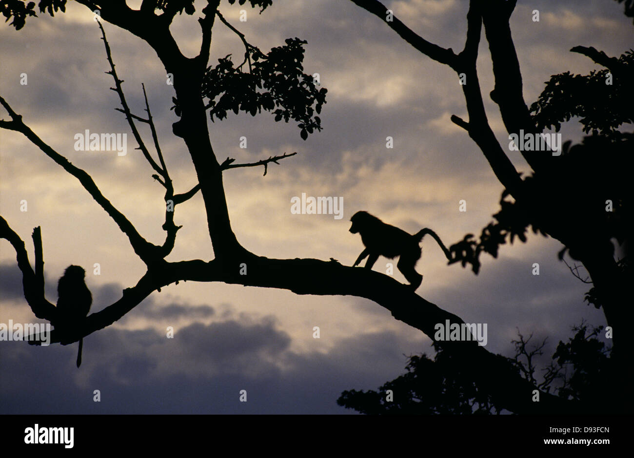 Baboons in a tree Stock Photo - Alamy