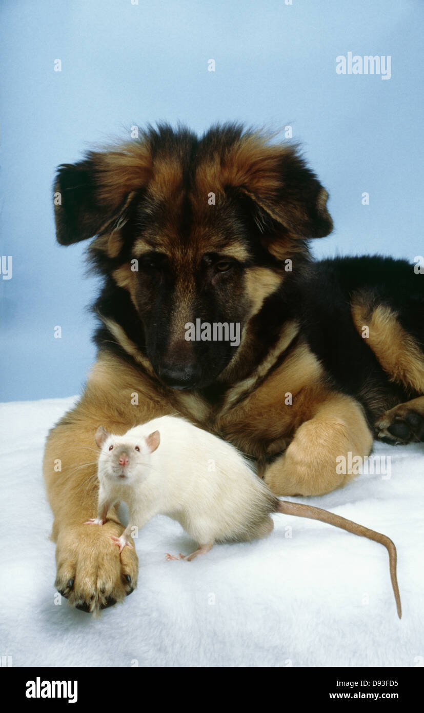 Rug rats hi-res stock photography and images - Alamy