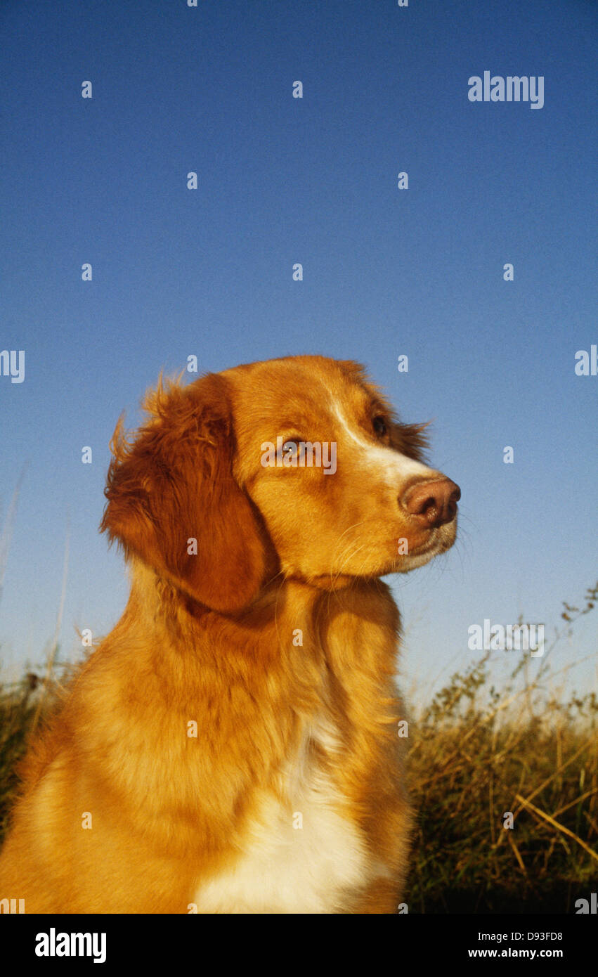 Close-up of dog looking away Stock Photo - Alamy