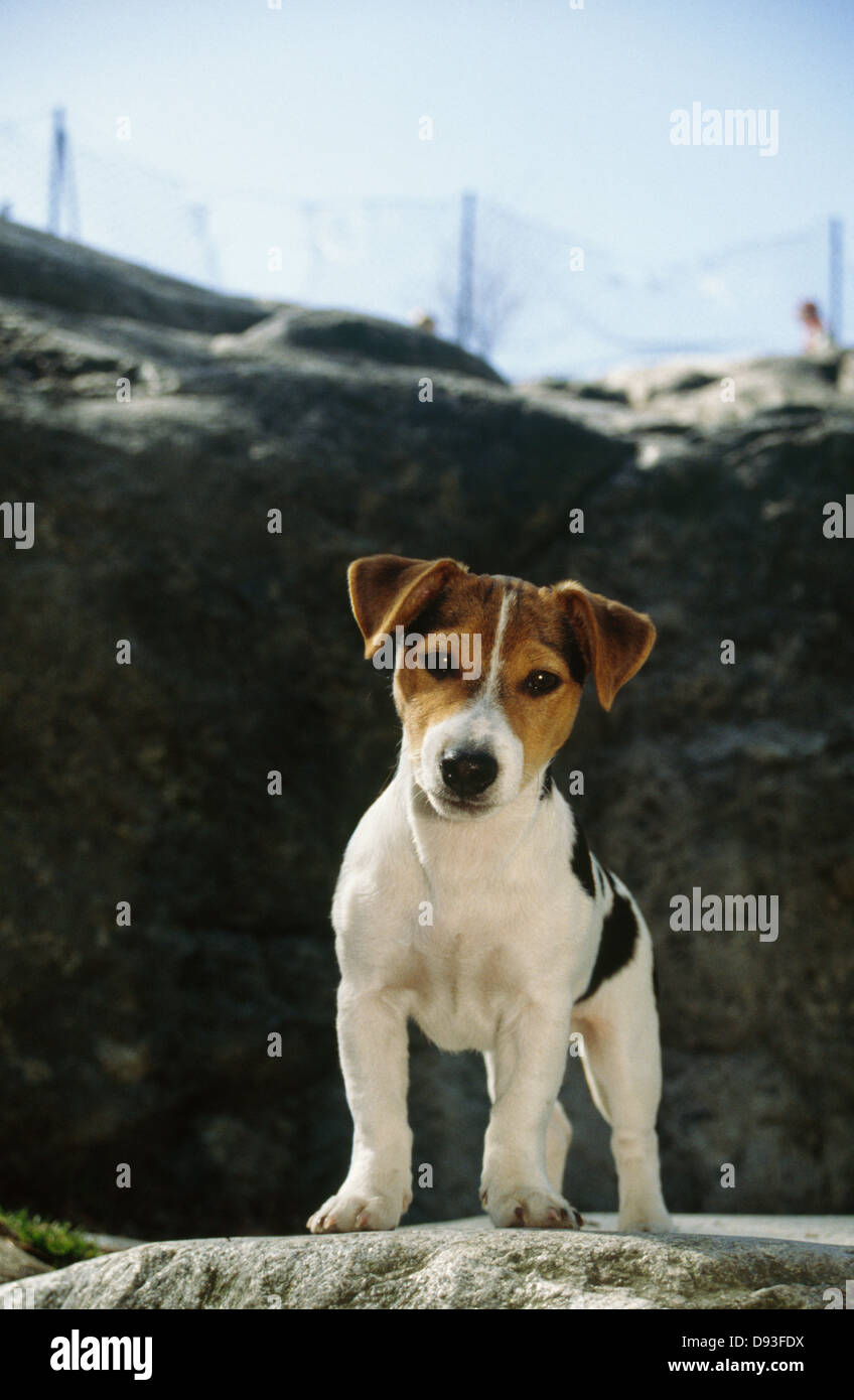 Dog standing rock hi-res stock photography and images - Alamy