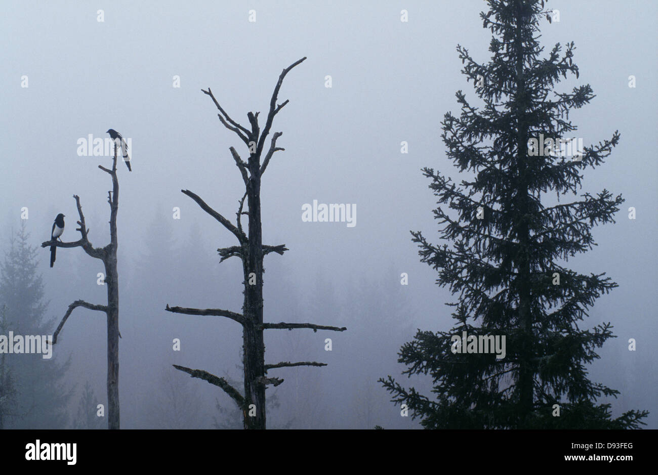 Misty forest landscape dead hi-res stock photography and images - Alamy