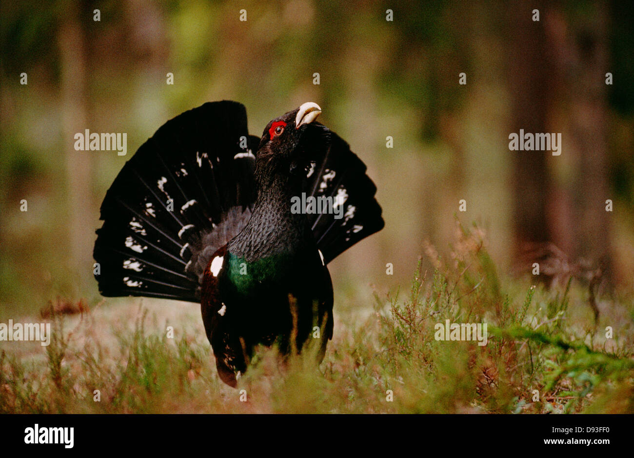 Bird standing and looking up Stock Photo - Alamy