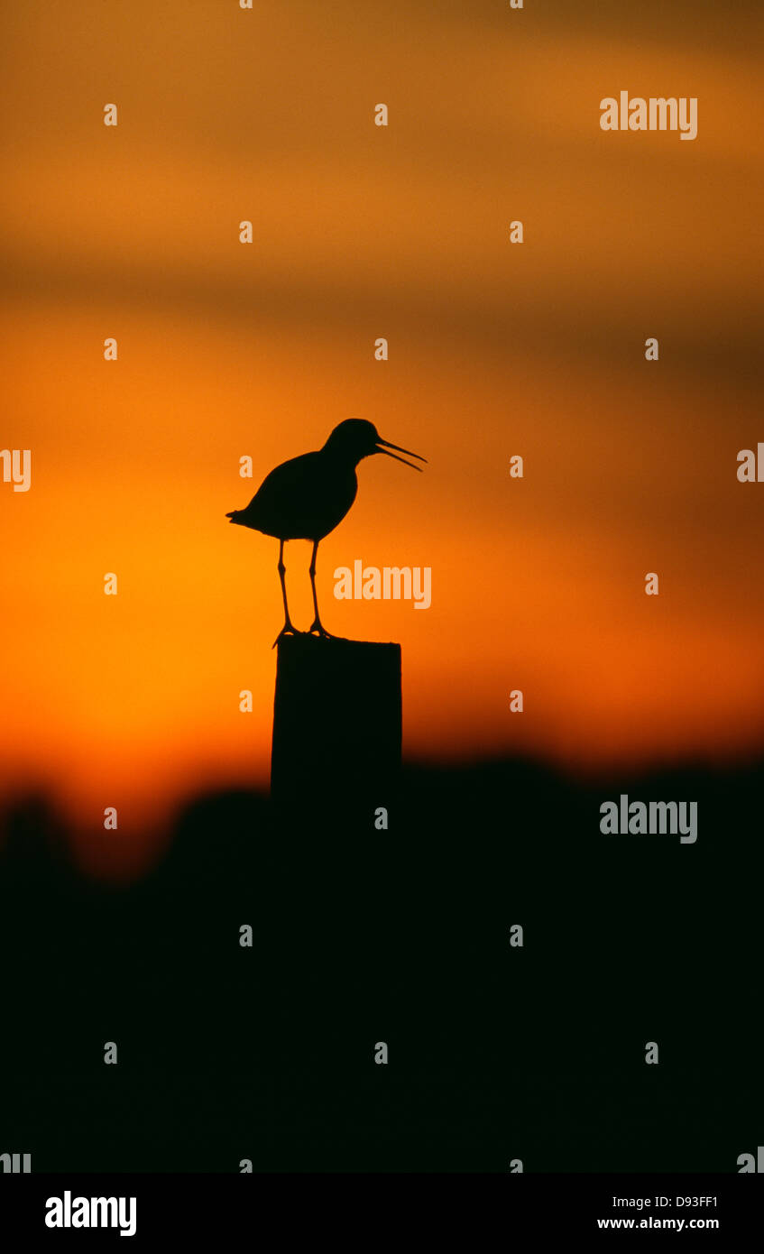 Bird side view hi-res stock photography and images - Alamy