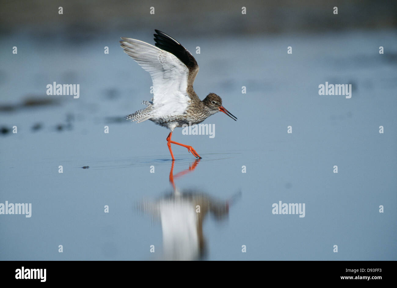 Bird walking, close-up Stock Photo - Alamy