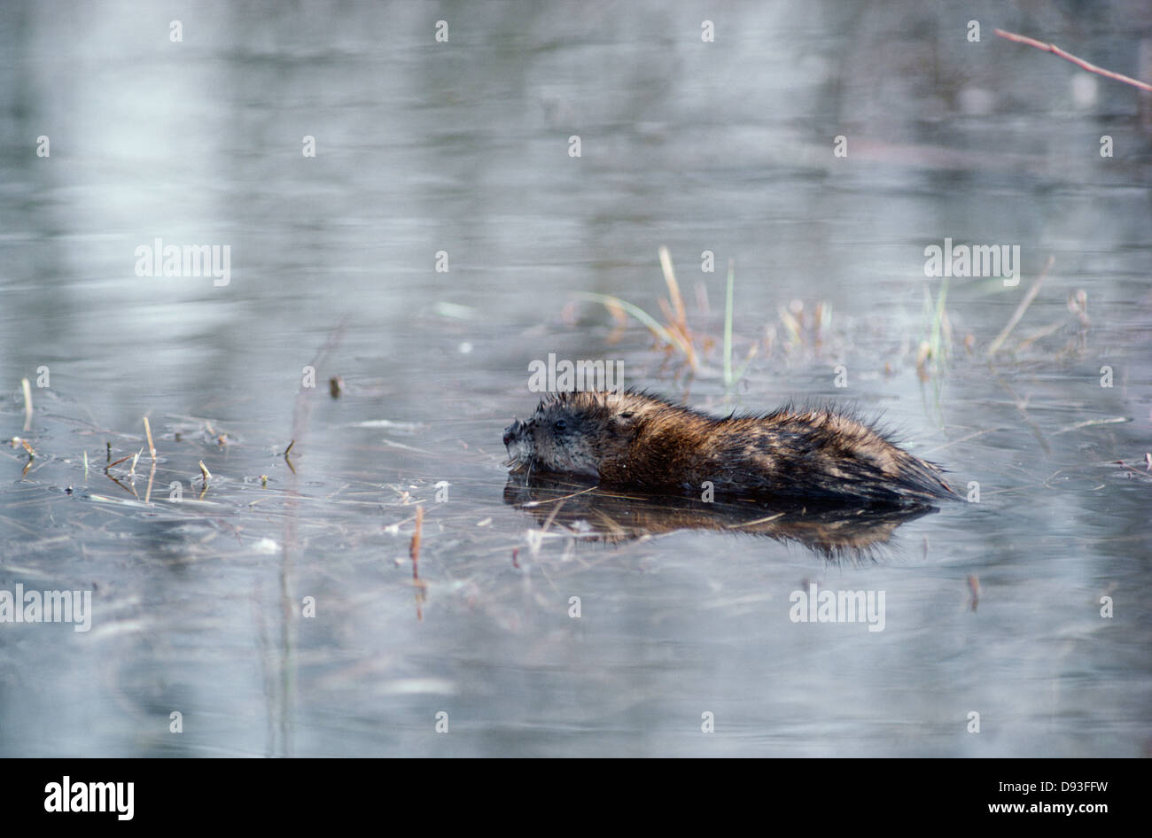 Muskrat in water Stock Photo - Alamy