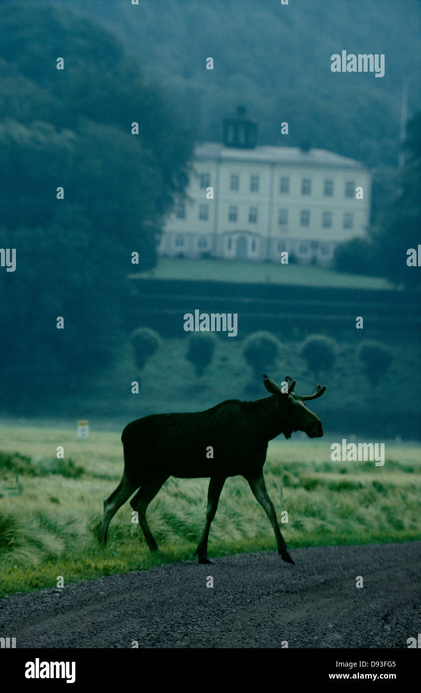 Animal walking across road in front of manor Stock Photo - Alamy
