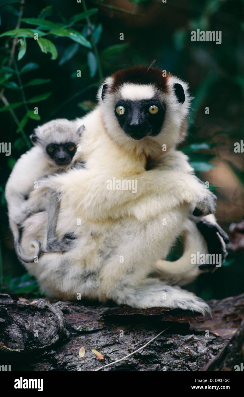 Monkeys sitting on branch, side view Stock Photo - Alamy