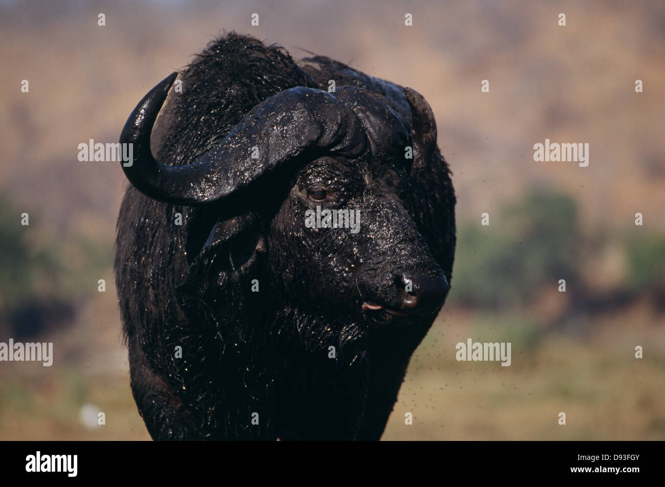 Black buffalo, close-up Stock Photo - Alamy