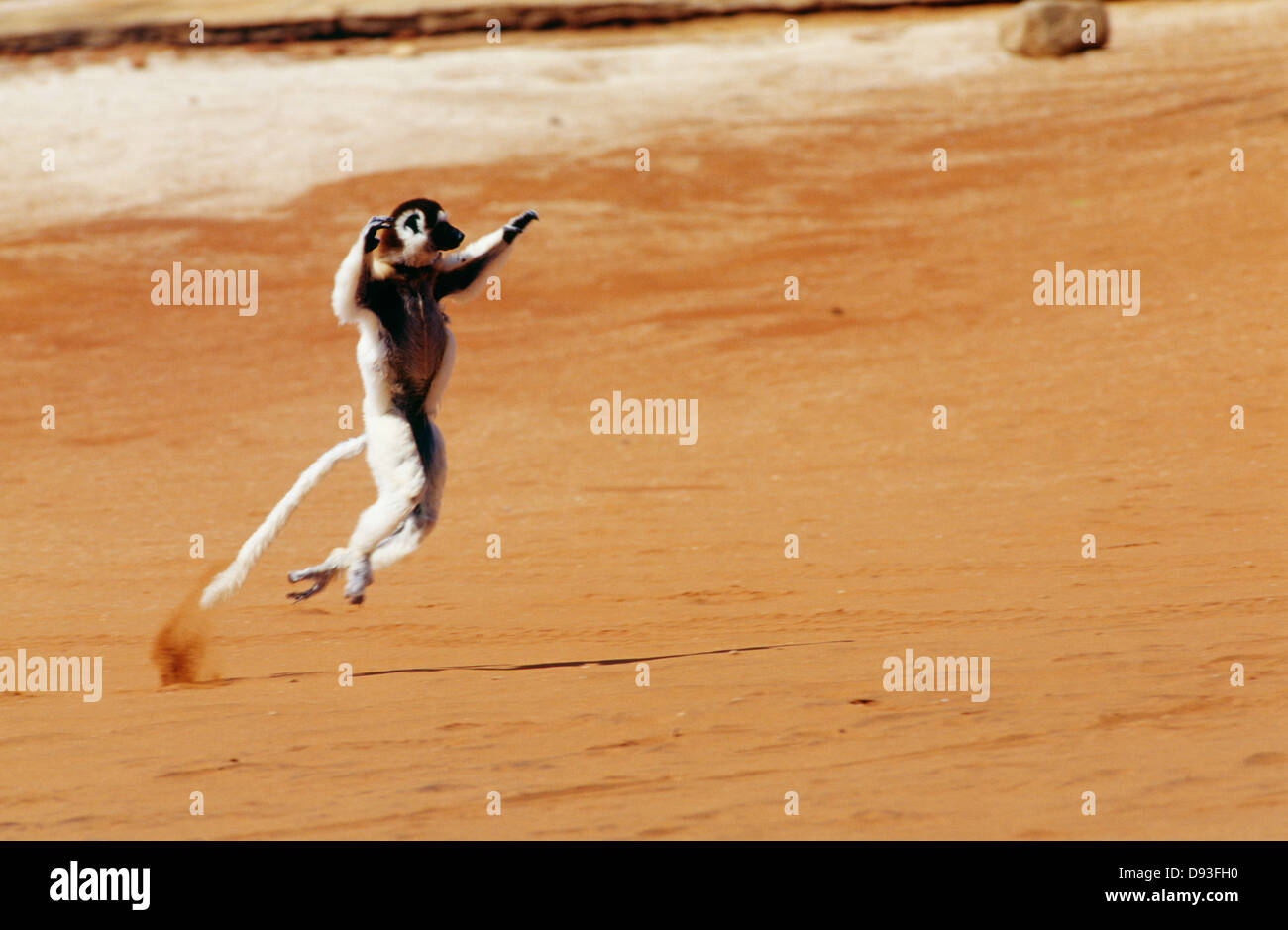 Monkey jumping, side view Stock Photo - Alamy