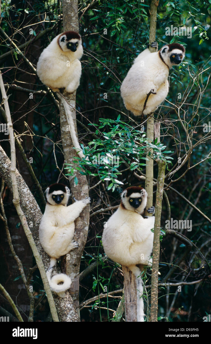 Monkeys on tree, side view Stock Photo - Alamy