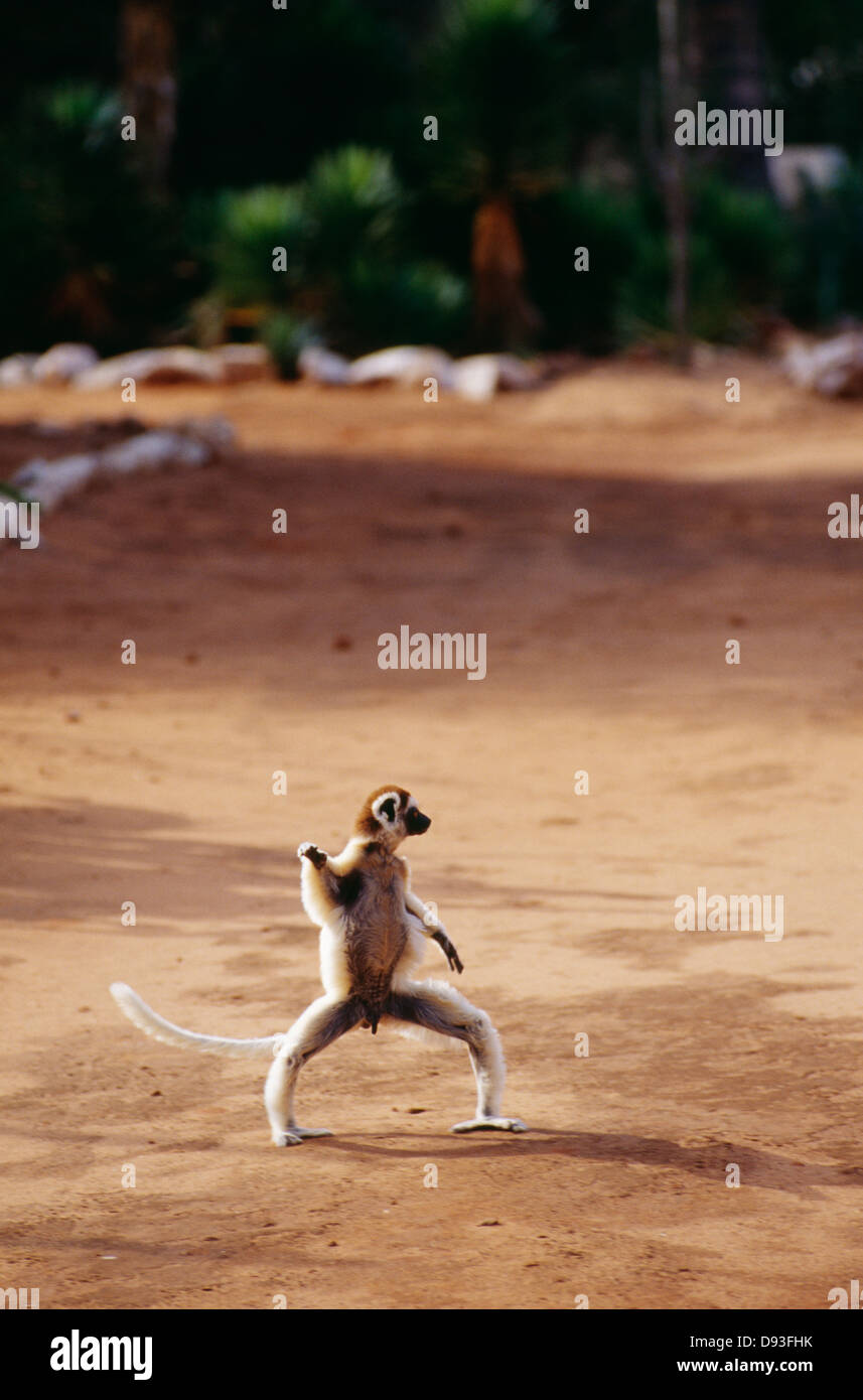 Monkey jumping, side view Stock Photo - Alamy