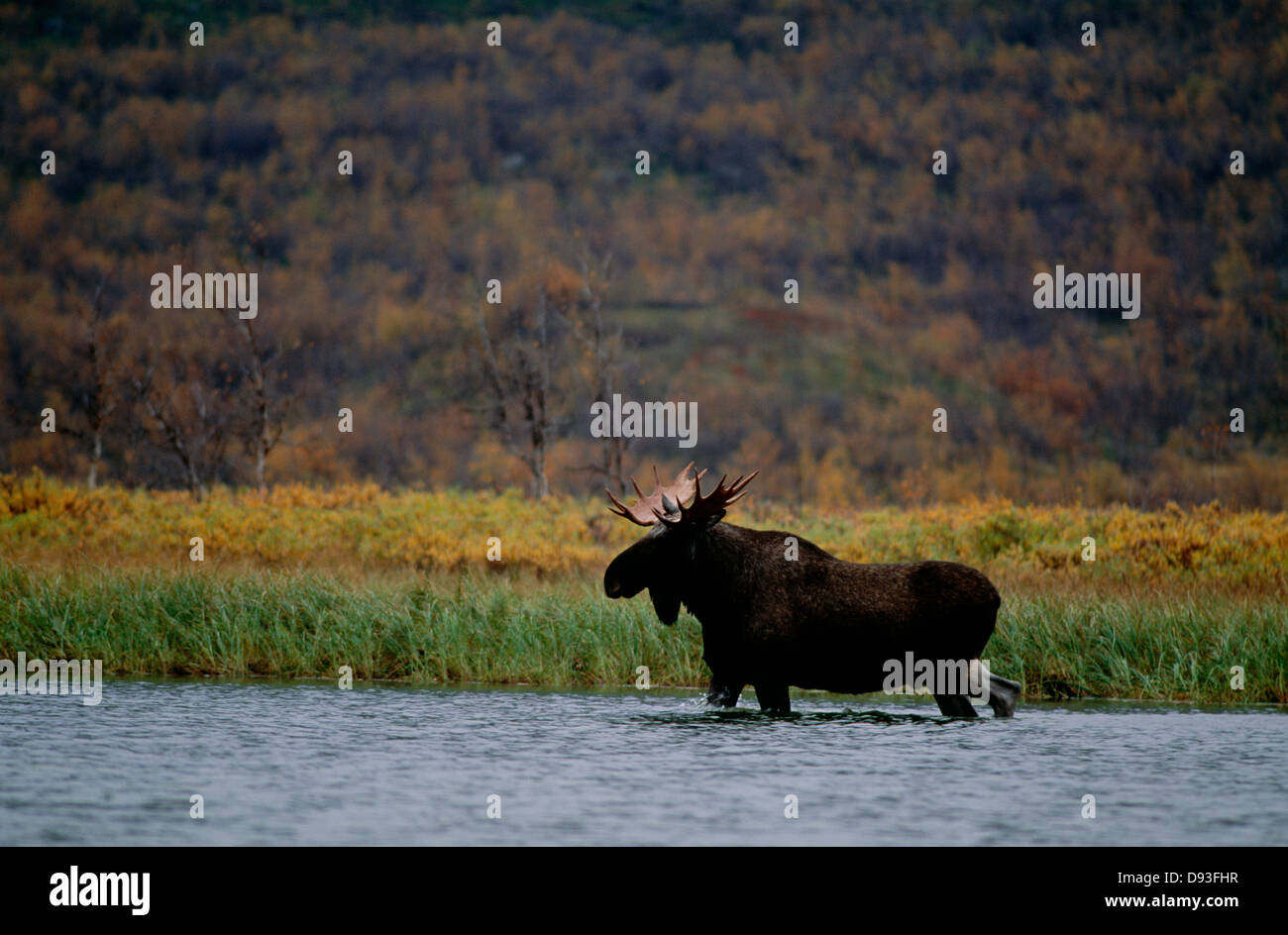 Animal walking in river beside forest Stock Photo - Alamy