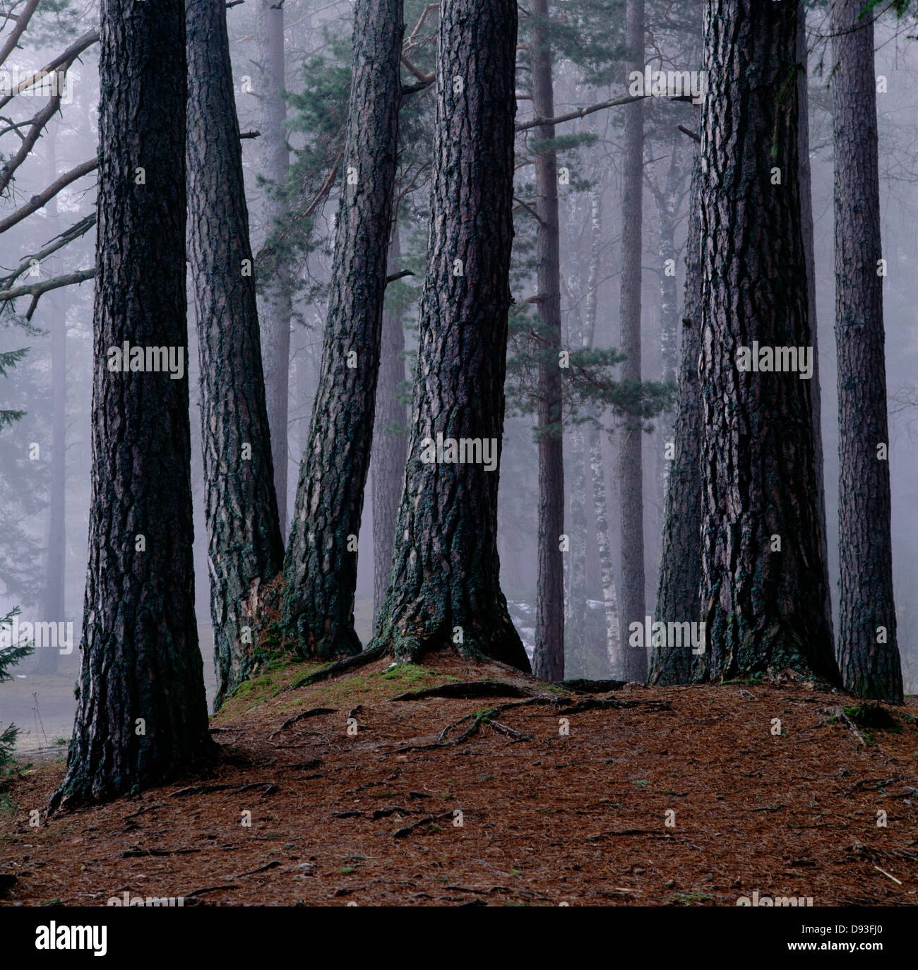 Square tree trunks hi-res stock photography and images - Alamy