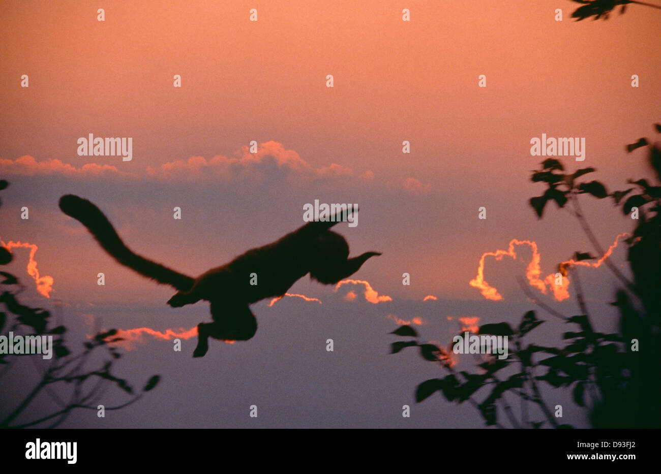 Monkey jumping in air Stock Photo - Alamy