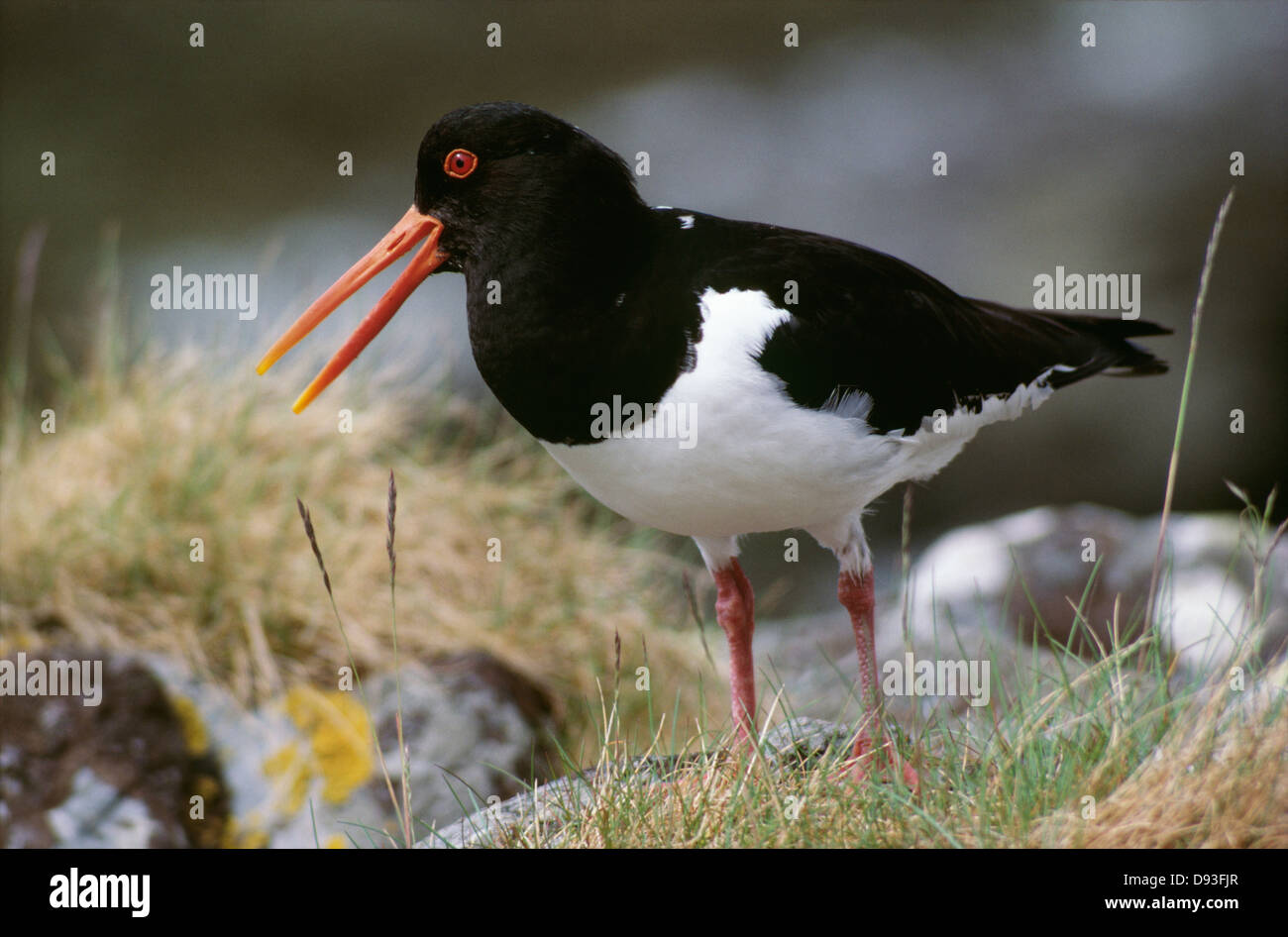 Bird side view hi-res stock photography and images - Alamy
