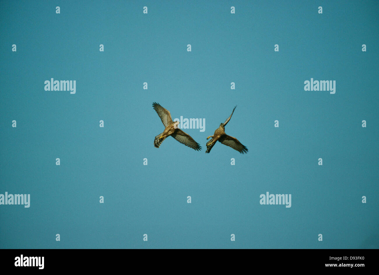 Two Flying Birds Logo