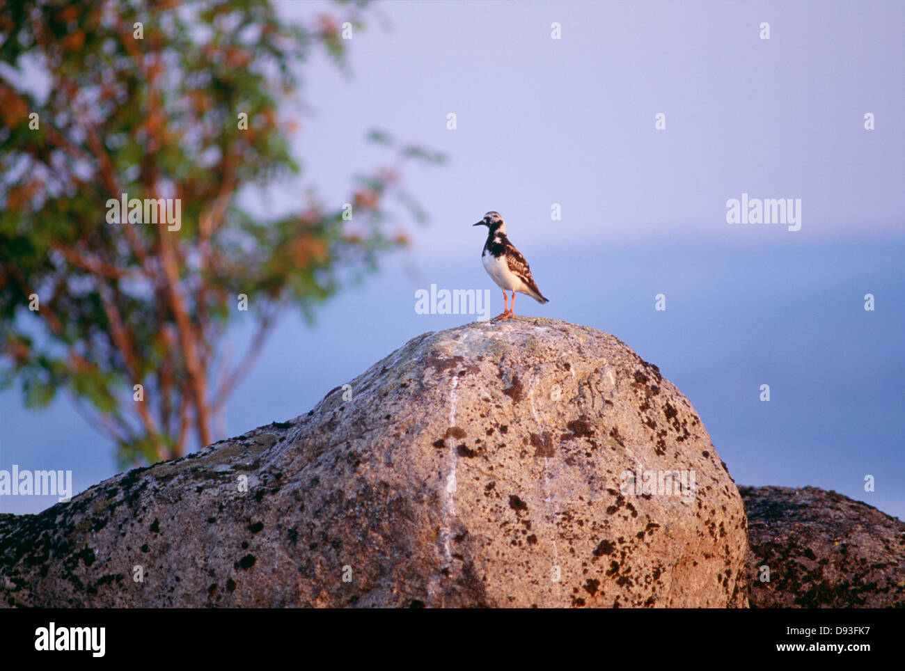 Bird perched on rock, side view Stock Photo - Alamy