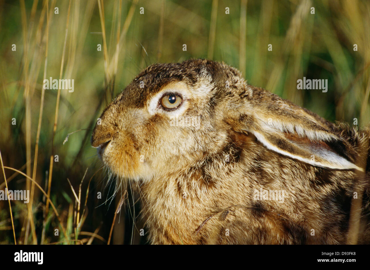 Hare front view hi-res stock photography and images - Alamy