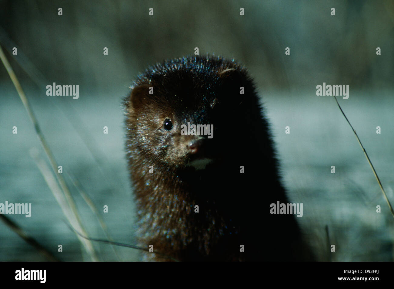 Mink animals hi-res stock photography and images - Alamy