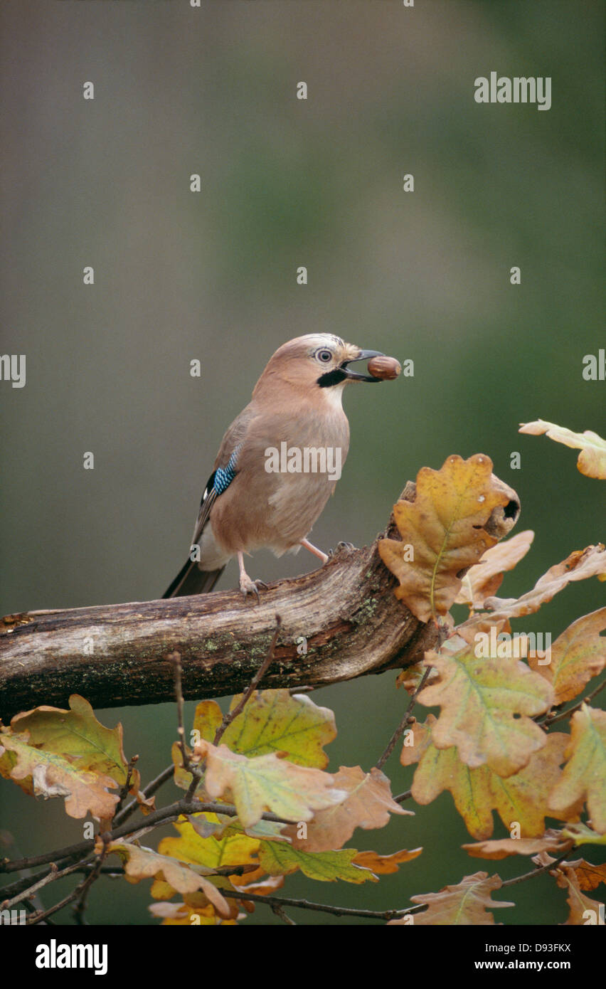 Wood perched hi-res stock photography and images - Alamy