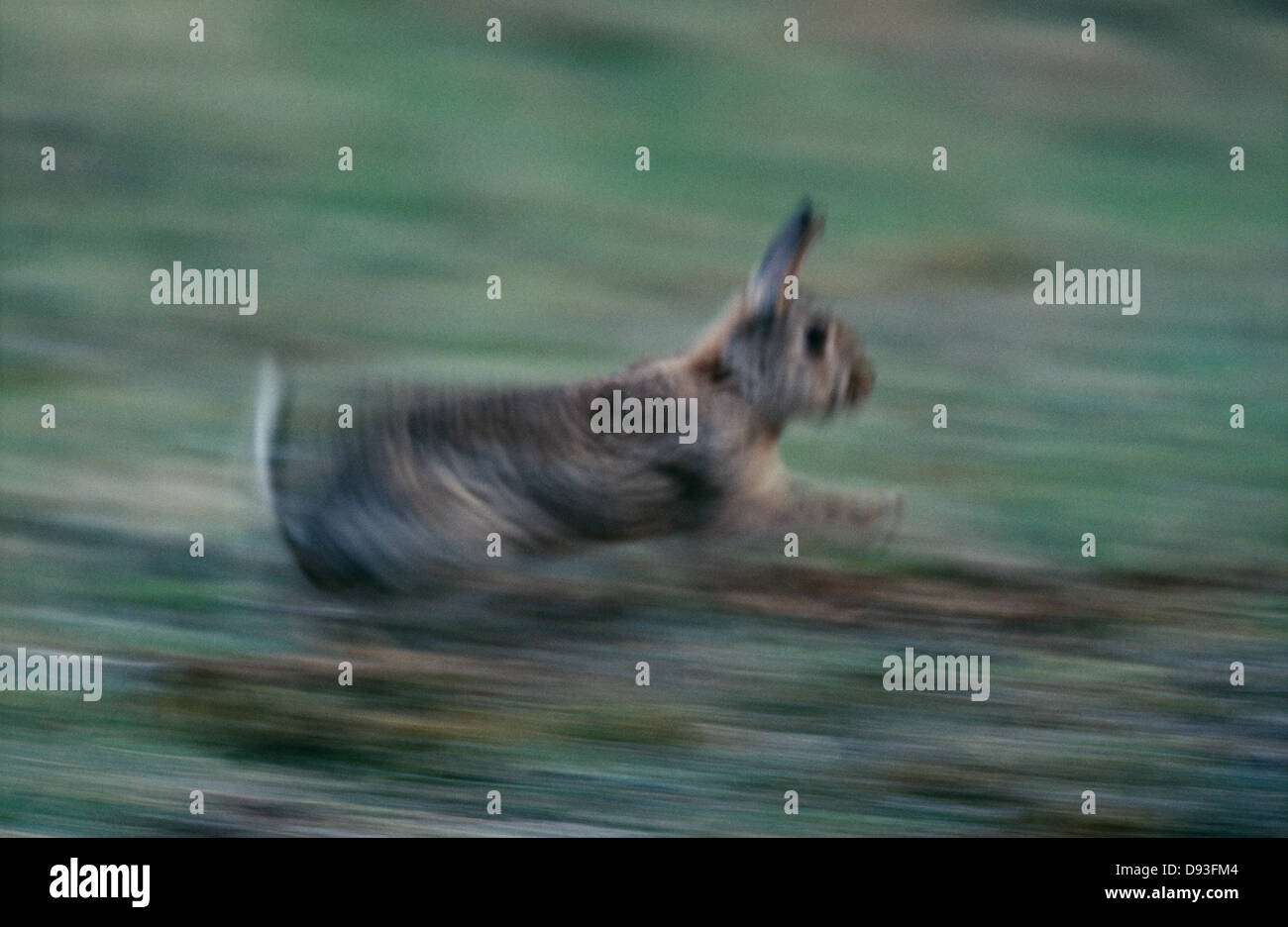 Rabbit running in grass Stock Photo - Alamy