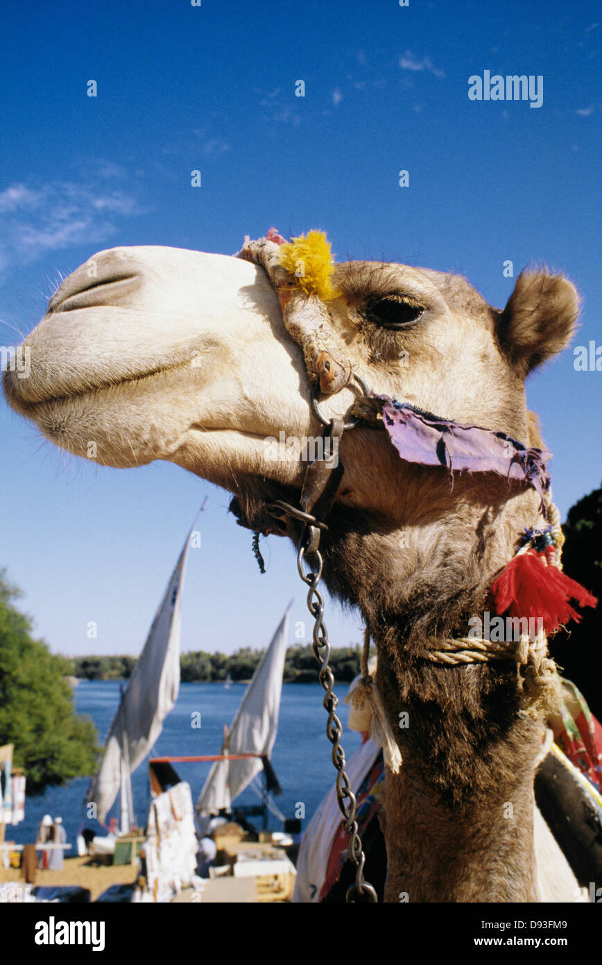 Camel front face view hi-res stock photography and images - Alamy
