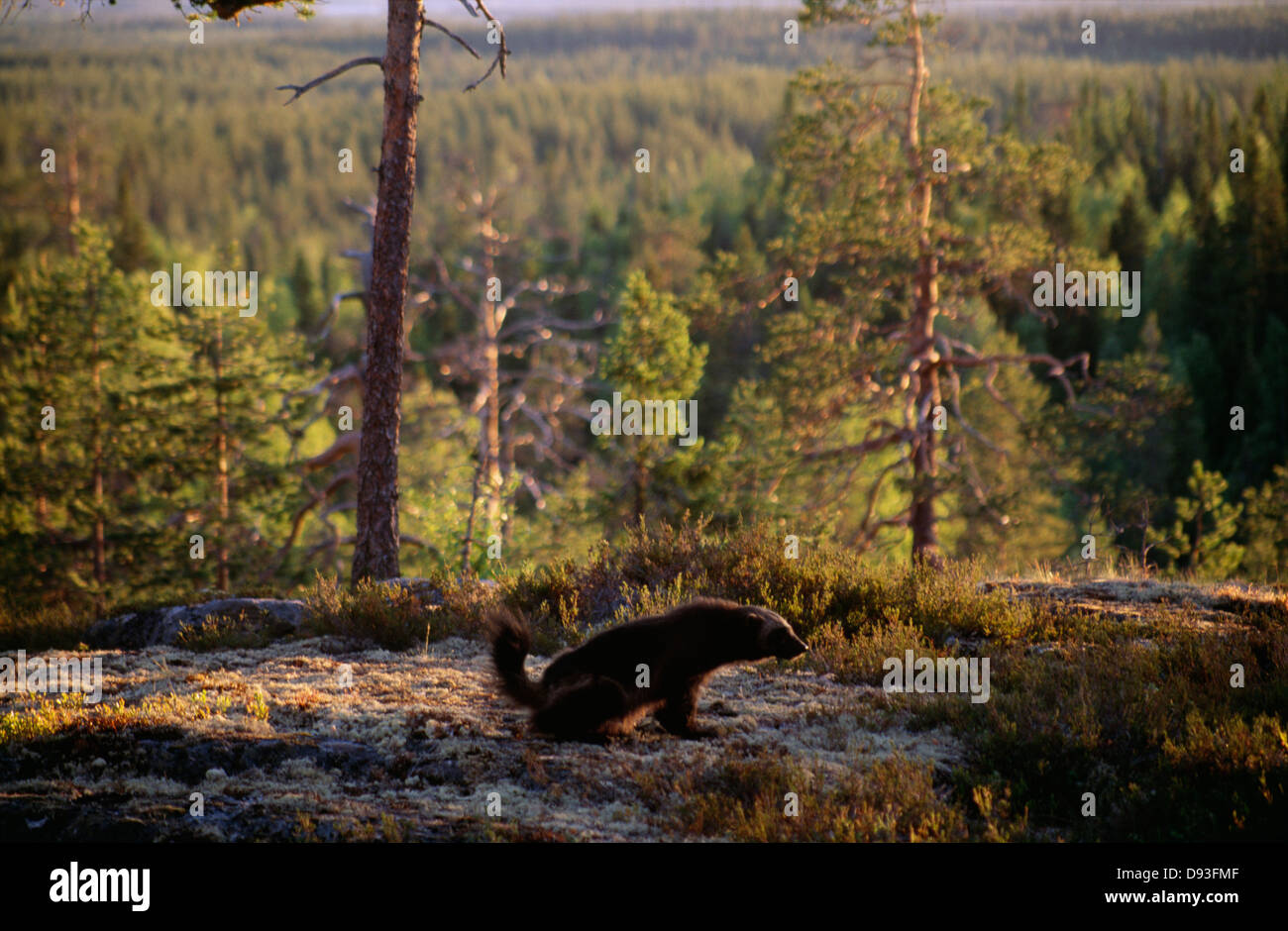 Wolverine animal with prey hi-res stock photography and images - Alamy