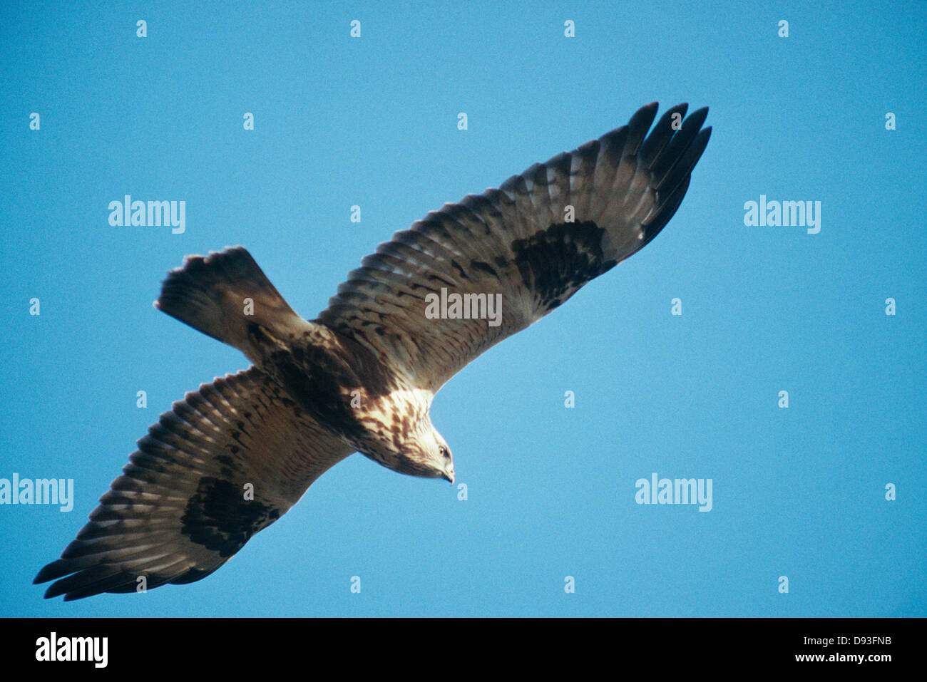 Buzzard flying hi-res stock photography and images - Alamy