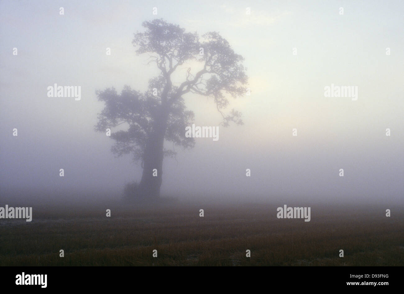 Tree ground hi-res stock photography and images - Alamy