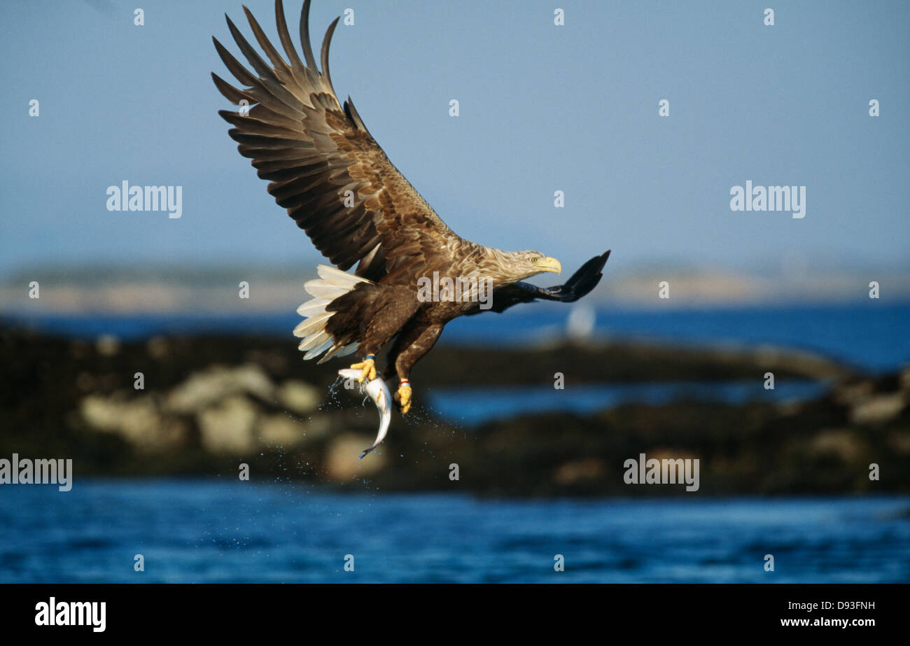 White-tailed eagle holding prey Stock Photo - Alamy