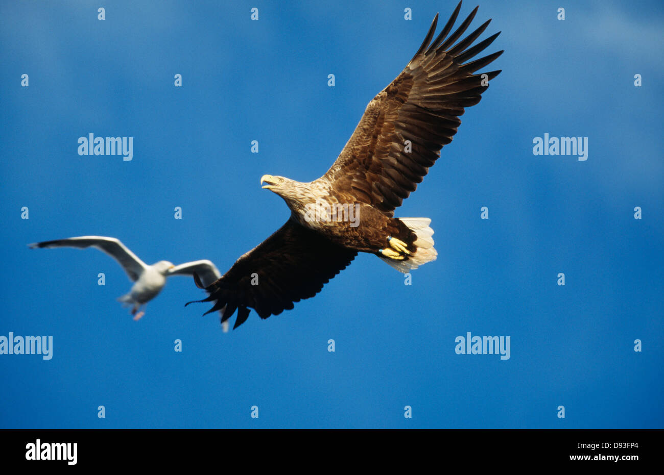 Flying with eagles hi-res stock photography and images - Alamy