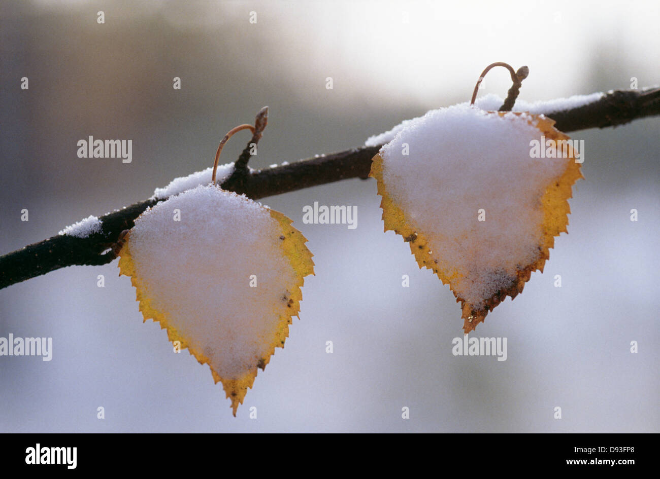 Snow covered dried leaves hi-res stock photography and images - Alamy