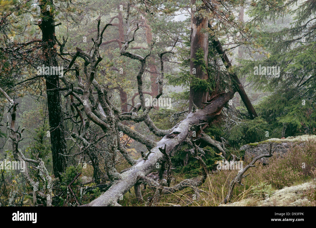 Trees in forest, elevated view Stock Photo - Alamy