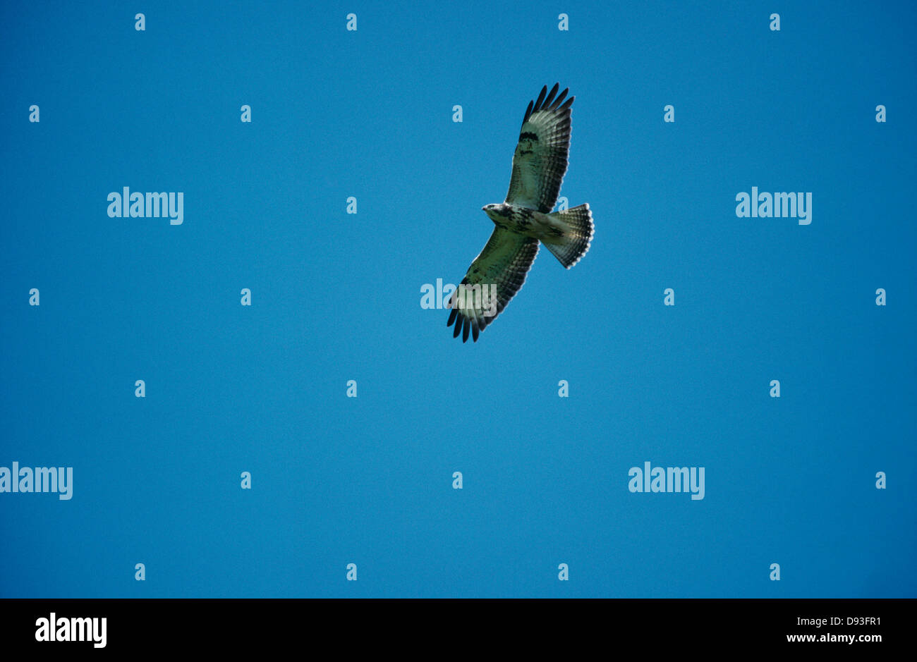 Common buzzard flying in blue sky Stock Photo - Alamy