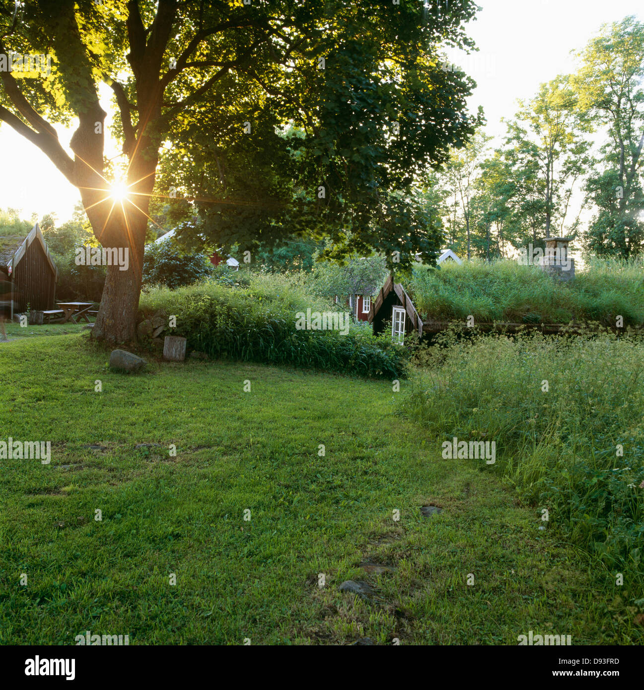 Lens flare through tree in garden Stock Photo - Alamy
