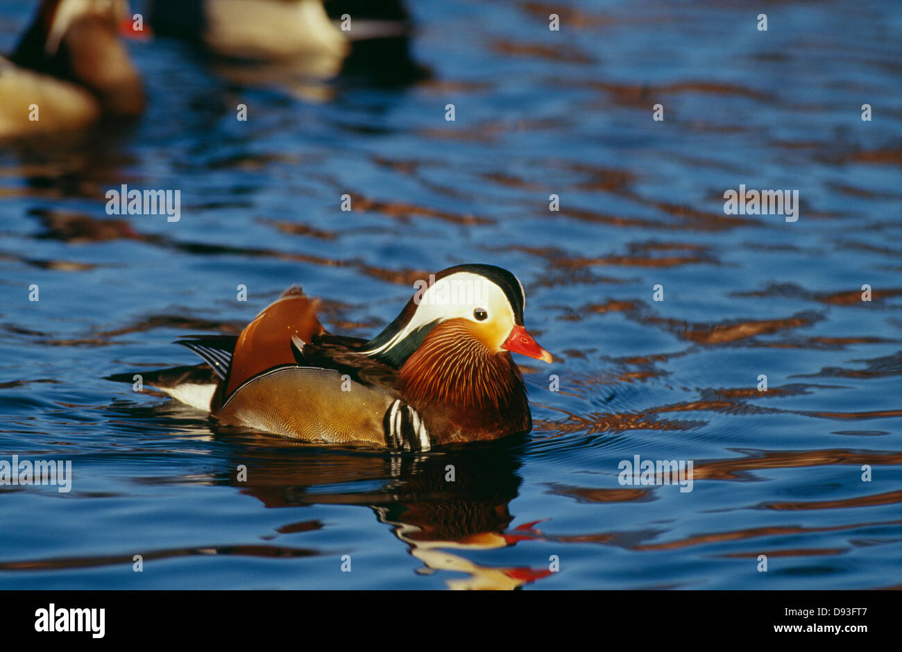 Duck in water Stock Photo - Alamy